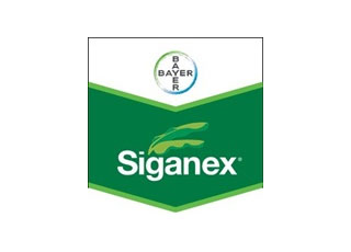 SIGANEX / BAYER CROPSCIENCE S.A. | Vademecum Agrícola > Soy del Campo